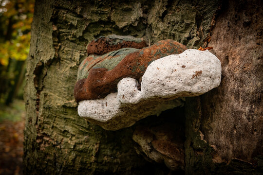 Schamm Bilder – Durchsuchen 9,214 Archivfotos, Vektorgrafiken und ...