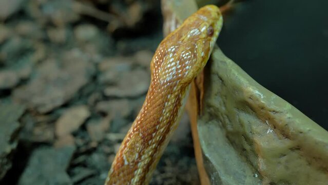 Tonque Images – Browse 1,034 Stock Photos, Vectors, and Video | Adobe Stock