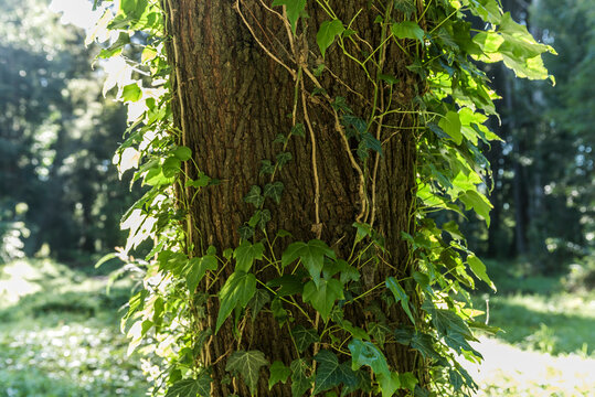 รูปภาพDrawl – เลือกดูภาพถ่ายสต็อก เวกเตอร์ และวิดีโอ10,280 | Adobe Stock