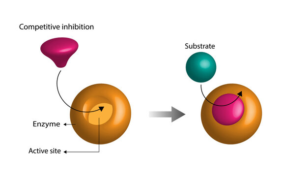 Enzyme-Substrate Images – Browse 22 Stock Photos, Vectors, and Video ... Enzyme-Substrate Images – Browse 22 Stock Photos, Vectors, and Video ...