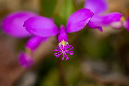 Corolla Flower [2026]