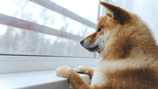 Shiba-Inu Images – Browse 3,422 Stock Photos, Vectors, and Video ...
