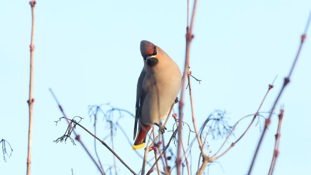 "Bohemian Waxwing" Images – Browse 3,092 Stock Photos, Vectors, and ...