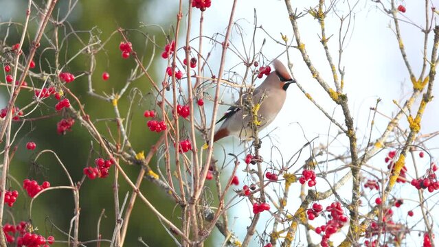 "Bohemian Waxwing" Images – Browse 4,523 Stock Photos, Vectors, and ...