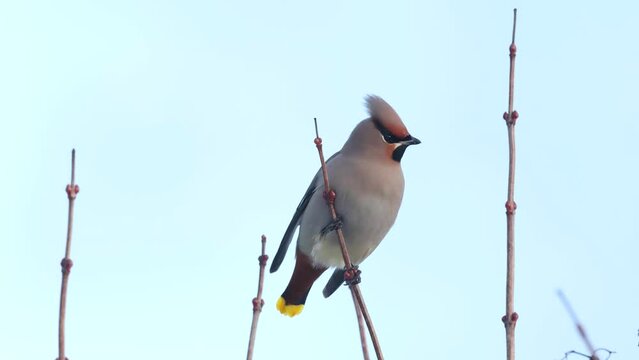 "Bohemian Waxwing" Images – Browse 3,092 Stock Photos, Vectors, and ...