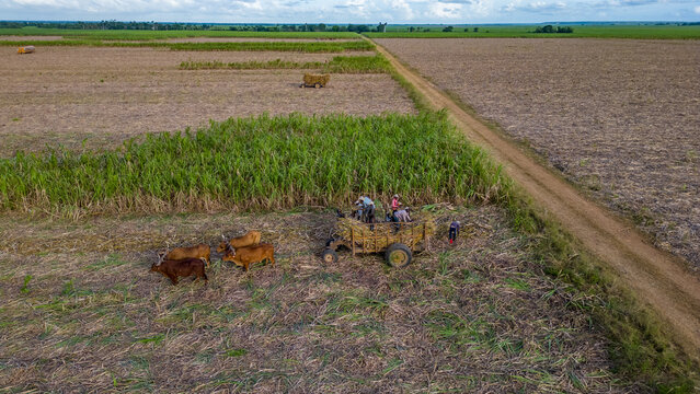 Haitianos Immagini - Sfoglia 4 foto, vettoriali e video Stock | Adobe Stock