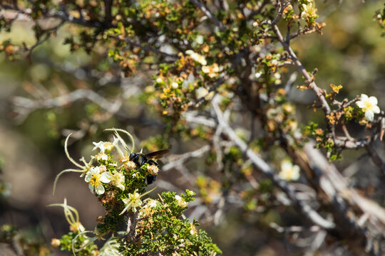 Cliffrose Images – Browse 42 Stock Photos, Vectors, and Video | Adobe Stock