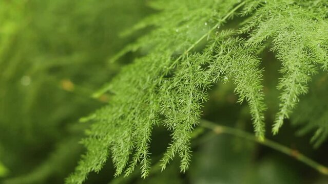 "Asparagus Plumosus" Images – Browse 340 Stock Photos, Vectors, and ...