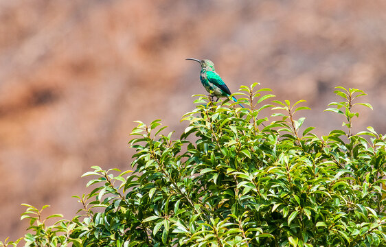 รูปภาพNectarinia – เลือกดูภาพถ่ายสต็อก เวกเตอร์ และวิดีโอ812 | Adobe Stock