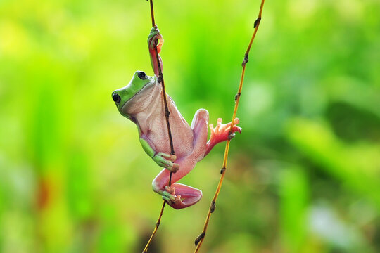 「Froge」の写真素材 | 50件の無料イラスト画像 | Adobe Stock