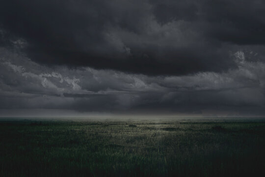 Meadow Black Wallpaper