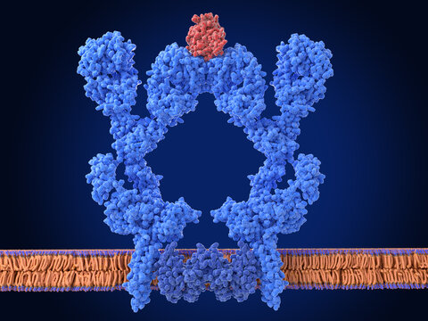 รูปภาพCytomembrane – เลือกดูภาพถ่ายสต็อก เวกเตอร์ และวิดีโอ2,751 ...