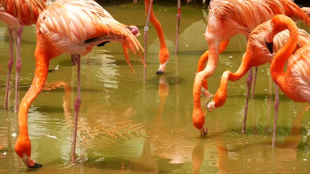 "Singapore Zoo" Images – Browse 1,404 Stock Photos, Vectors, and Video ...