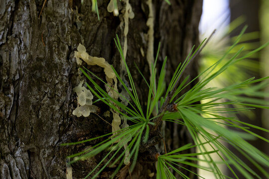รูปภาพ"Larch – เลือกดูภาพถ่ายสต็อก เวกเตอร์ และวิดีโอ102,144 | Adobe Stock