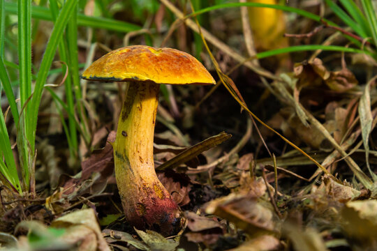 Entsetzlich Bilder – Durchsuchen 4,696 Archivfotos, Vektorgrafiken und ...