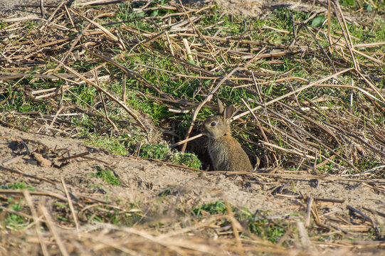 「Lapereau」の写真素材 | 275件の無料イラスト画像 | Adobe Stock