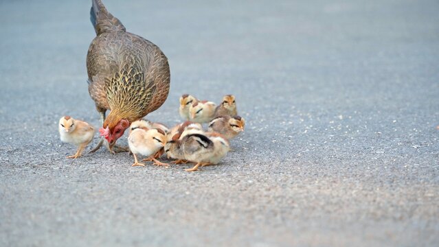 Panacod Bilder – Durchsuchen 4,362 Archivfotos, Vektorgrafiken und ...