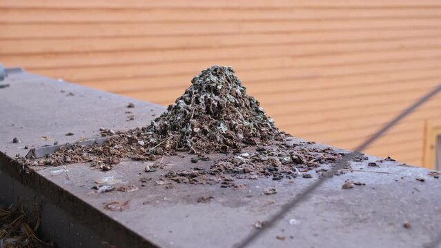 "Bird Poop" Images – Parcourir 254 le catalogue de photos, vecteurs et ...