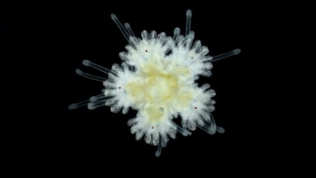 Asteriidae Images – Browse 212 Stock Photos, Vectors, and Video | Adobe ...