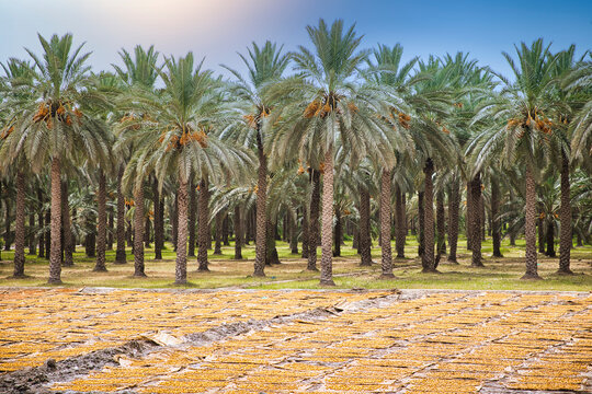 "Date Trees" Images – Browse 385 Stock Photos, Vectors, and Video ...