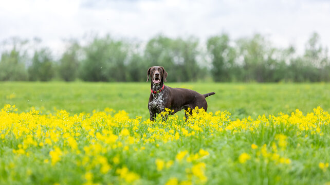 "German Hound" Images – Browse 50 Stock Photos, Vectors, and Video ...