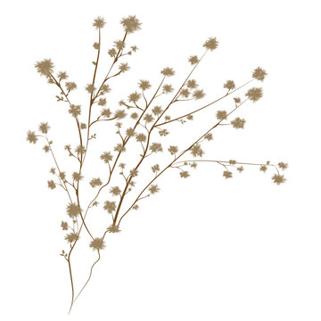 Flower And Stem White Background