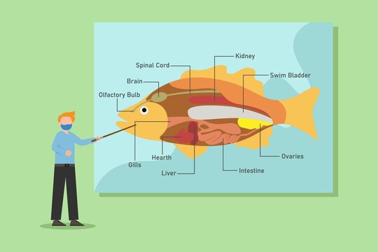 Fish Kidney Diagram