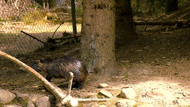 Castorino Images – Browse 188 Stock Photos, Vectors, and Video | Adobe ...