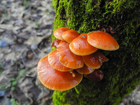 "Winter Mushrooms" Images – Browse 418 Stock Photos, Vectors, and Video ...