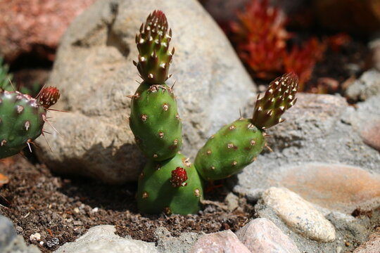 Opuncja Images – Browse 546 Stock Photos, Vectors, and Video | Adobe Stock