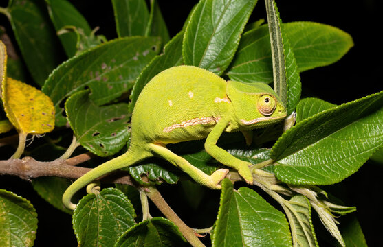 "Flap-Necked Chameleon" Images – Parcourir 289 le catalogue de photos ...