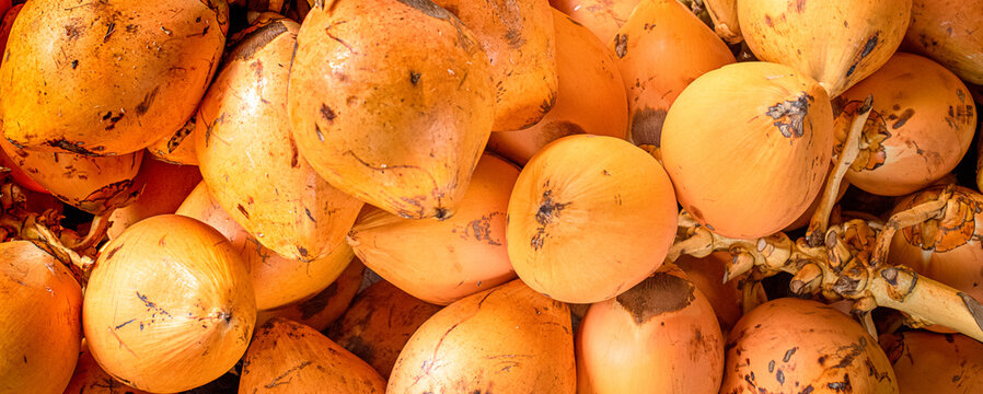 King Coconut Images – HD & 4K Photos Free to Download | PikWizard