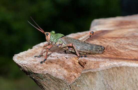 "Rainbow Milkweed Locust" Images – Browse 86 Stock Photos, Vectors, and ...