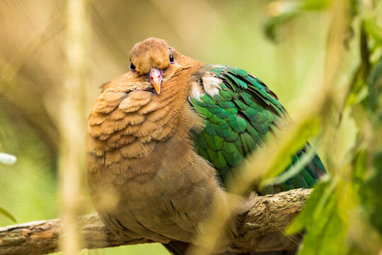 "Green Dove" Bilder – Durchsuchen 739 Archivfotos, Vektorgrafiken und ...