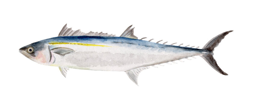 サワラ Images – Browse 620 Stock Photos, Vectors, and Video | Adobe Stock