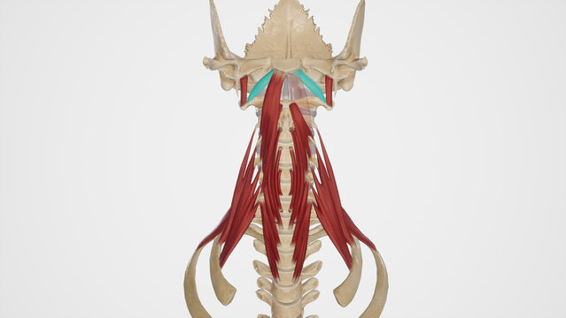 Rectus Capitis Anterior