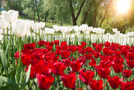 "Colors Of Spring" Images – Browse 991 Stock Photos, Vectors, and Video ...