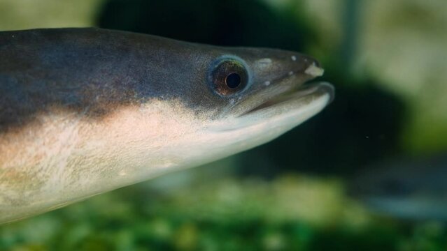 Imágenes de "Silver Eels": descubre bancos de fotos, ilustraciones ...