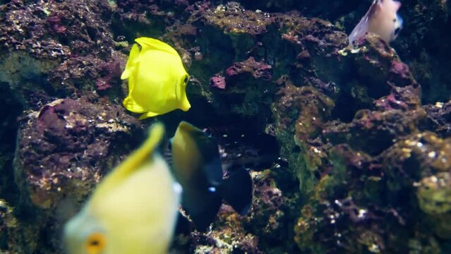 Tanging Images – Browse 29,050 Stock Photos, Vectors, and Video | Adobe ...