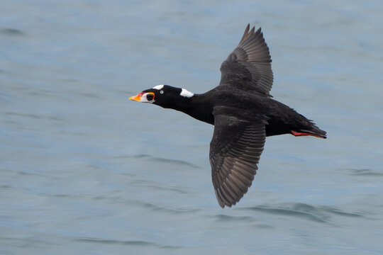 Surf Scoter Flying