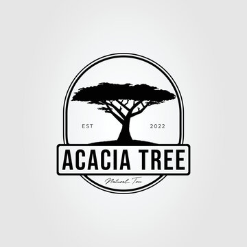 Acacia Tree Logo
