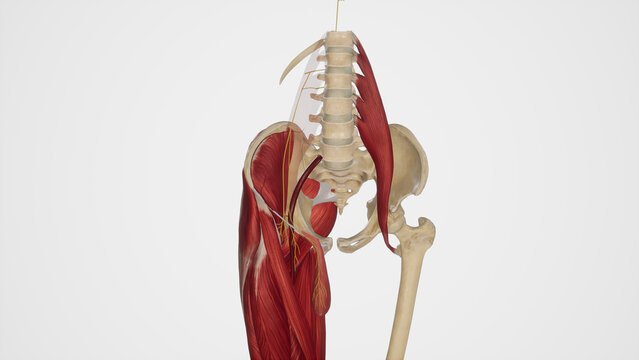 Cremaster Muscle Anatomy