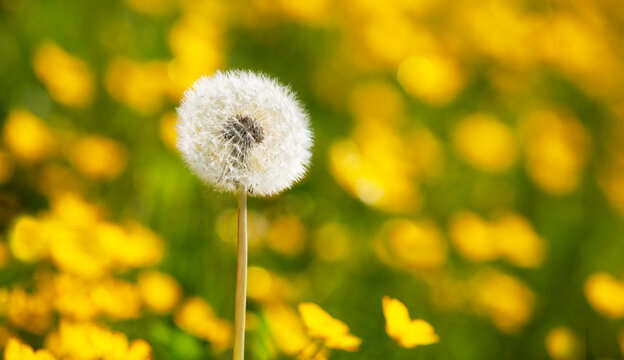 Graspollen Bilder – Durchsuchen 5,326 Archivfotos, Vektorgrafiken und ...