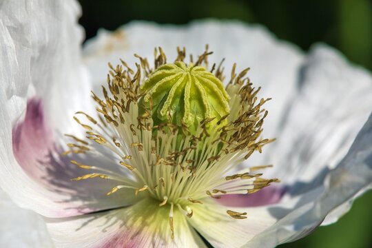 "Poppy Straw" Bilder – Durchsuchen 1,101 Archivfotos, Vektorgrafiken ...