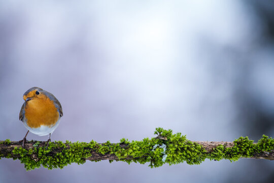 Imágenes de Banch: descubre bancos de fotos, ilustraciones, vectores y ...