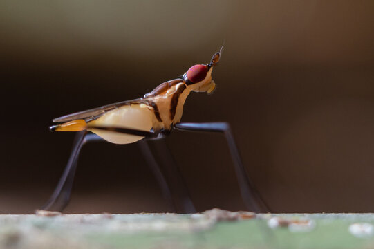รูปภาพMicropezidae – เลือกดูภาพถ่ายสต็อก เวกเตอร์ และวิดีโอ134 | Adobe Stock
