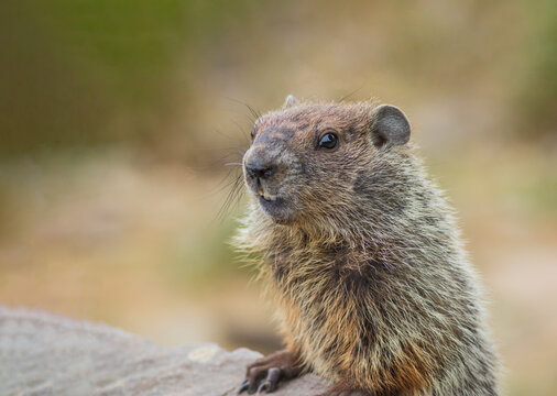 "Happy Groundhog Day" Images – Browse 276 Stock Photos, Vectors, and ...