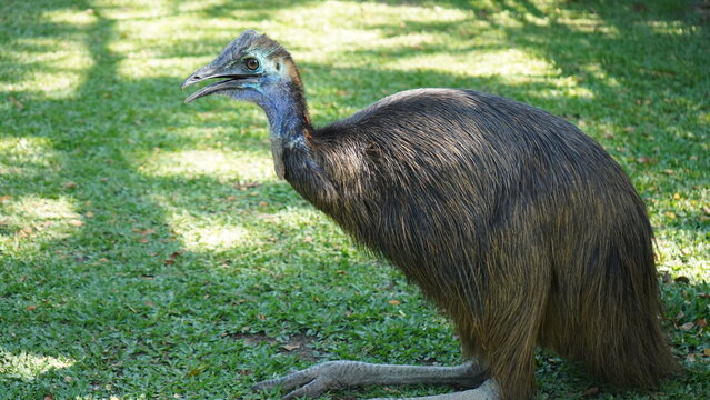 Kasuari Images – Browse 53 Stock Photos, Vectors, and Video | Adobe Stock