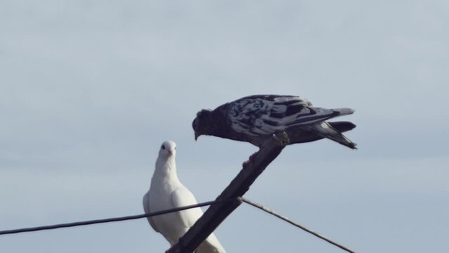 Roucouler Images – Parcourir 6,189 le catalogue de photos, vecteurs et ...