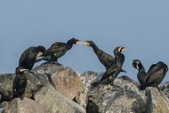 Kormorane Images – Browse 1,878 Stock Photos, Vectors, and Video ...